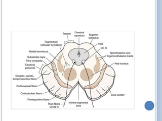 Caudal Midbrain Cross Section