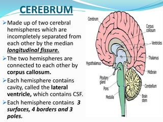 Gross and salient features of Brain | PPTX