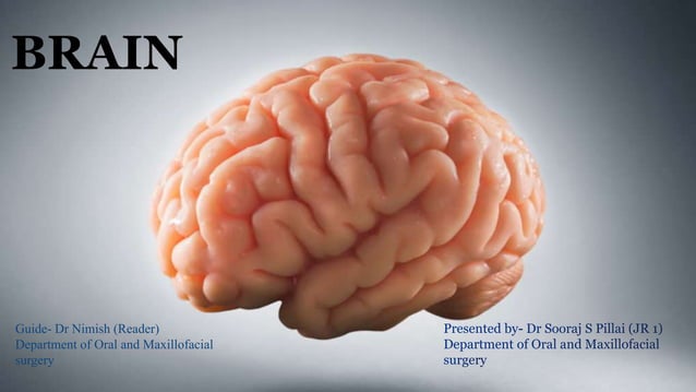 Brain Anatomy | PPT