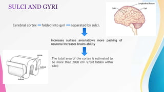 Brain Anatomy | PPTX