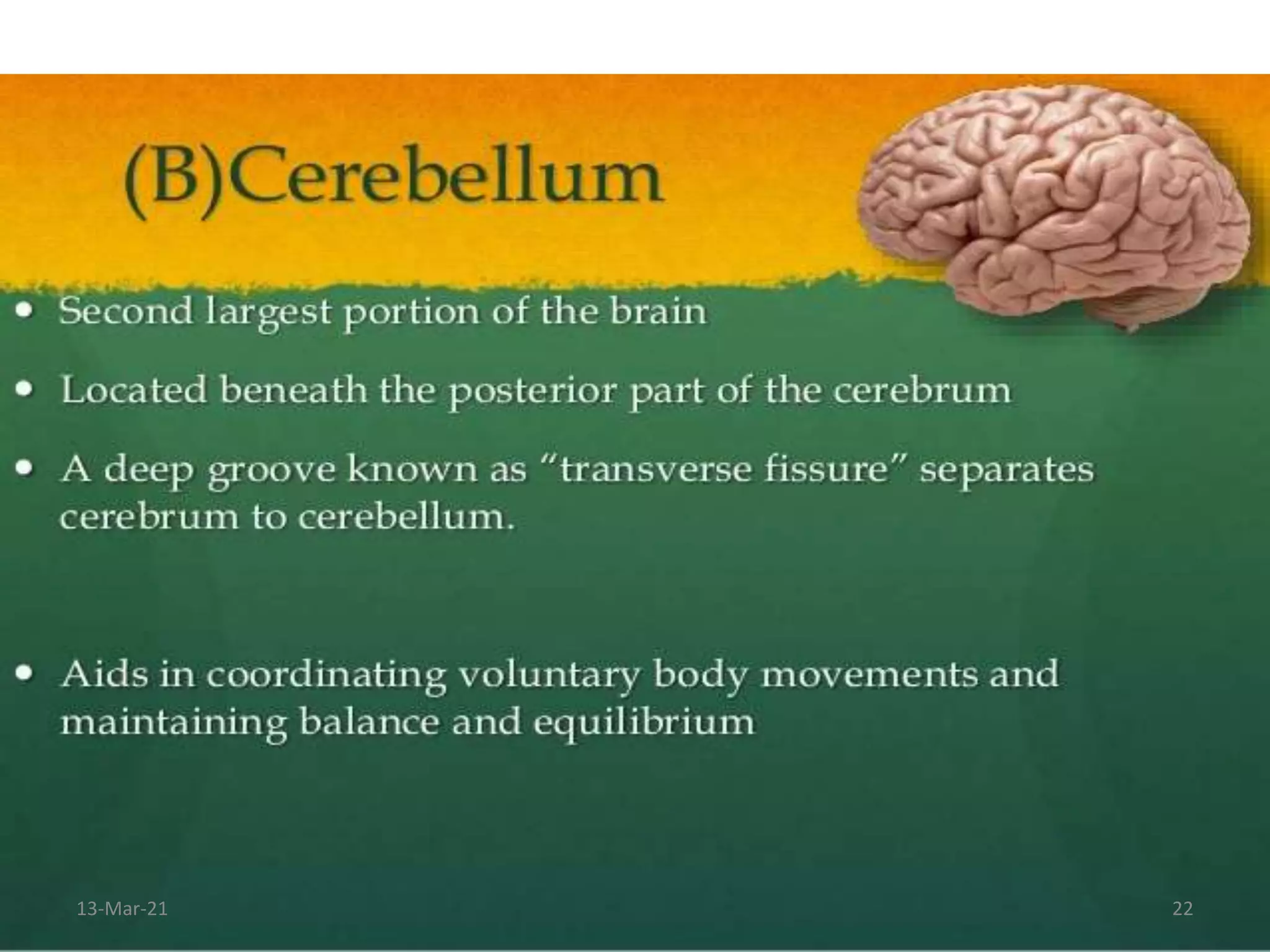 Brain structure and its function | PPT