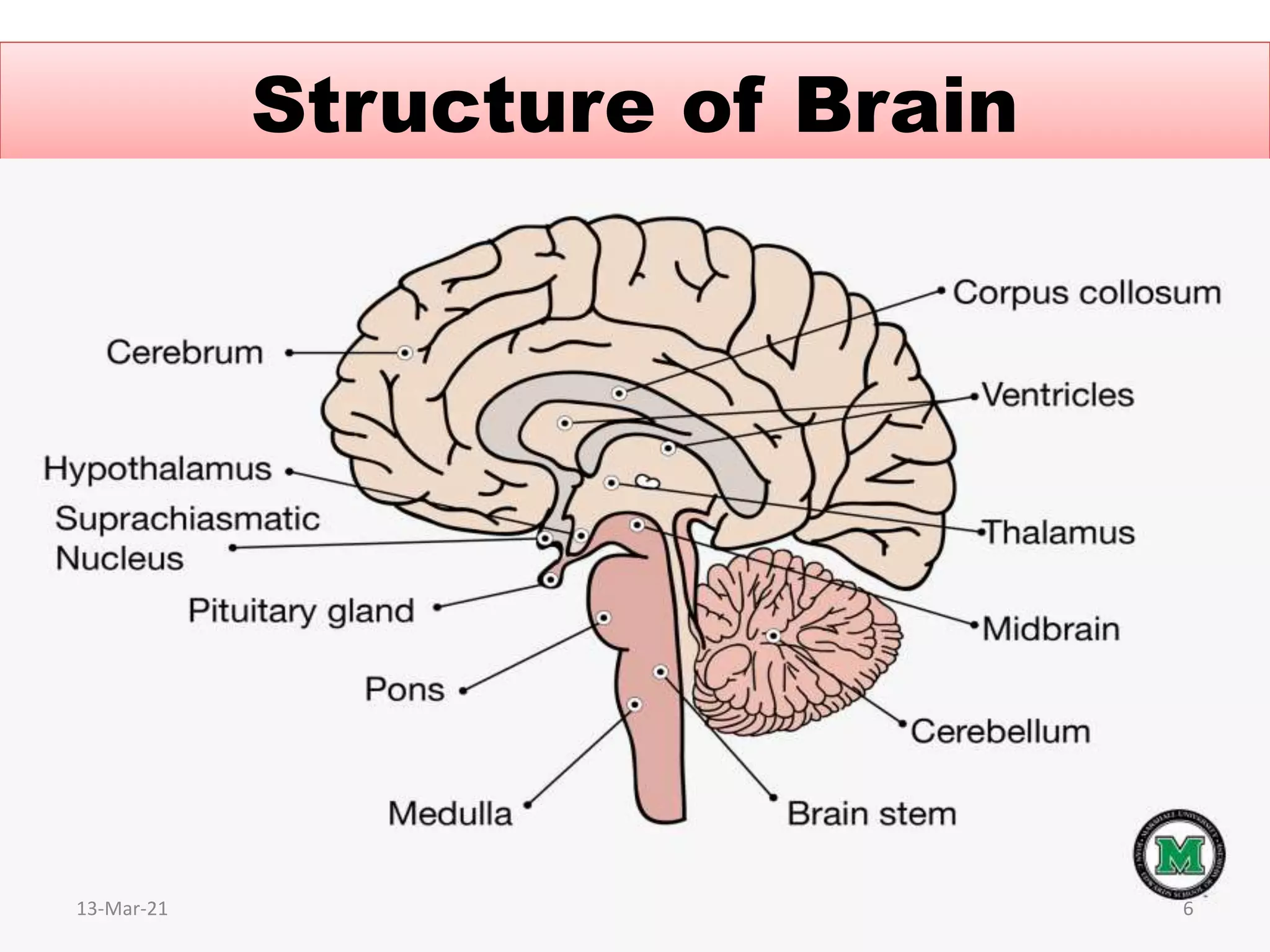 Brain structure and its function | PPT