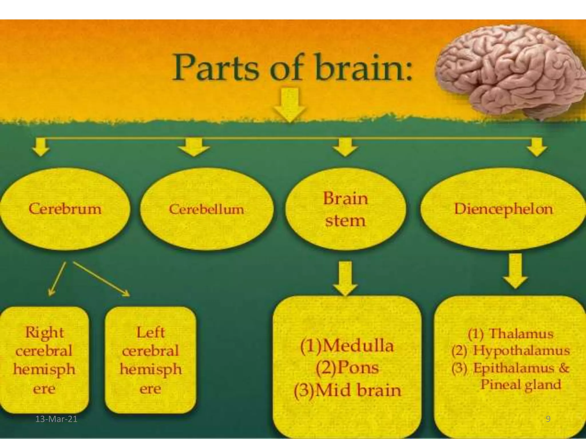 Brain structure and its function | PPT