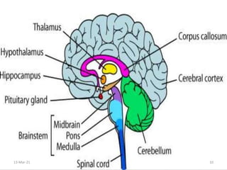 Brain structure and its function | PPT