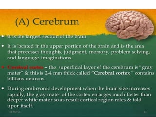 Brain structure and its function | PPT