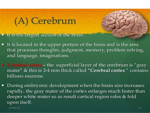 Brain structure and its function | PPT