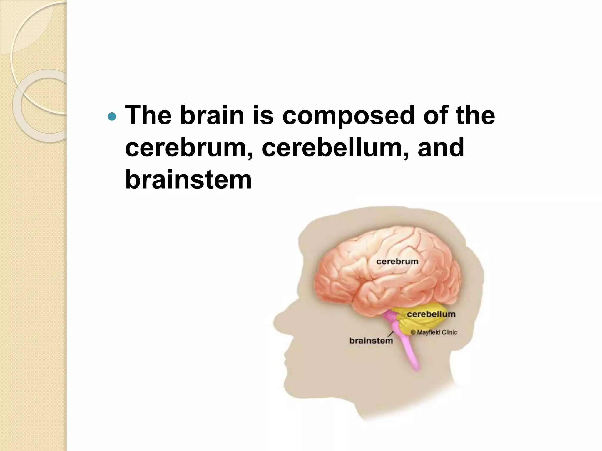 Brain | PPTX