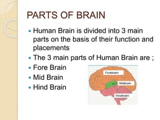 Brain | PPTX