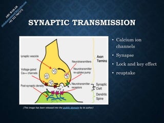 Brain Structure and Function | PPT