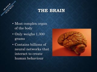 Brain Structure and Function | PPT | Brain and Nervous System Disorders ...