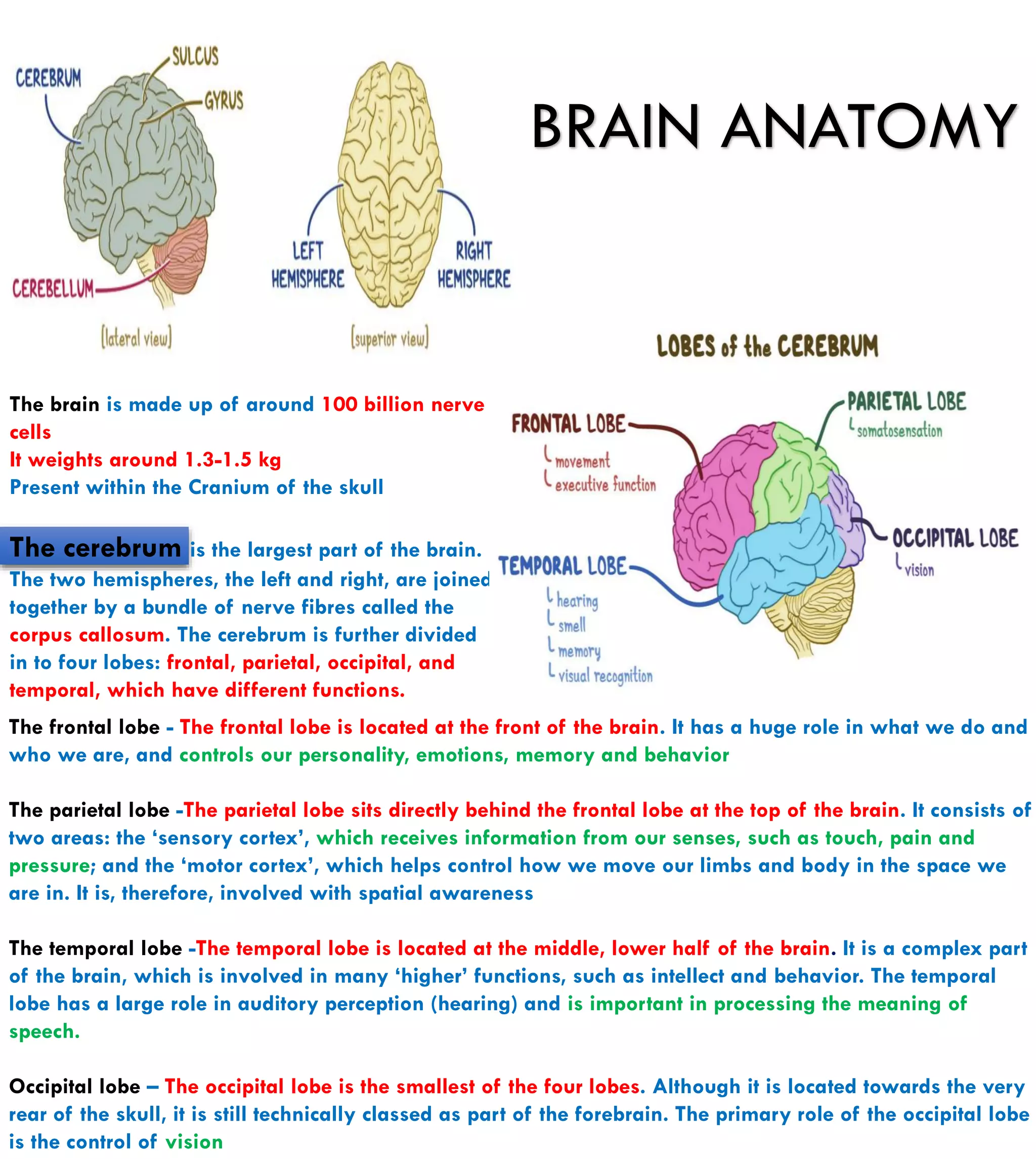 Brain | PDF