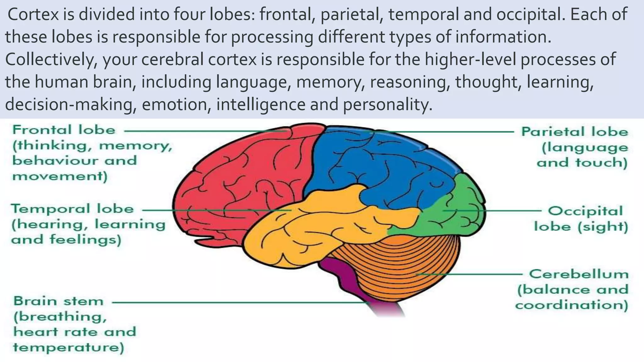 Brain and Spinal Cord | PPTX