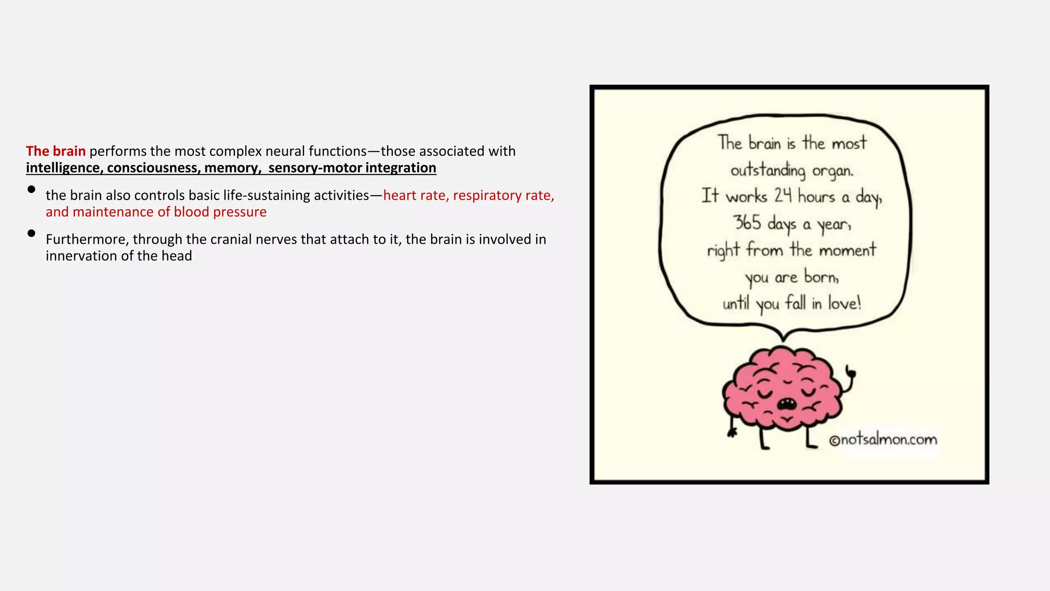 Brain.pptx