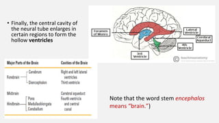 Brain.pptx