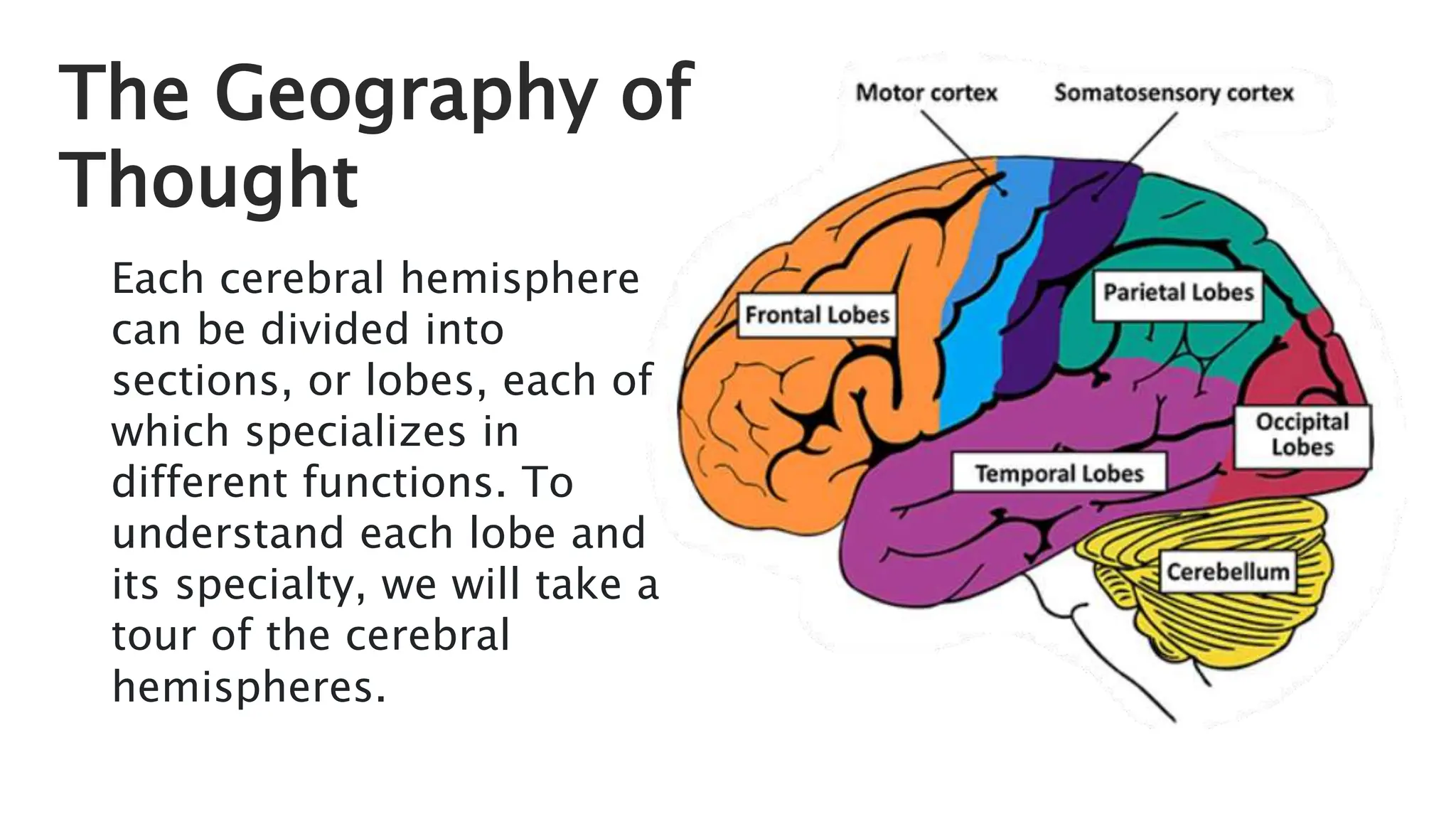 PARTS OF THE BRAIN OF HUMAN AND ITS FUNCTION.pptx