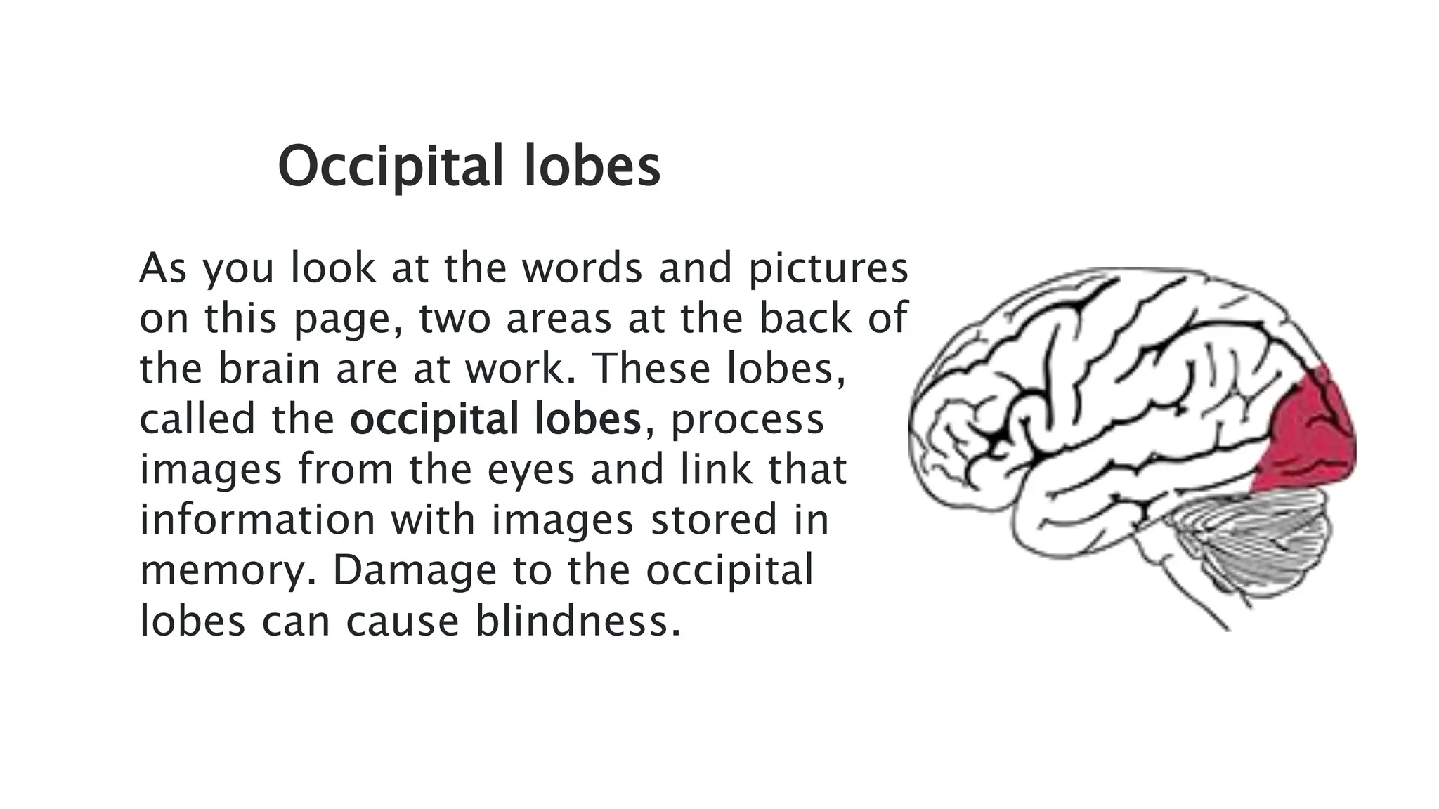 PARTS OF THE BRAIN OF HUMAN AND ITS FUNCTION.pptx