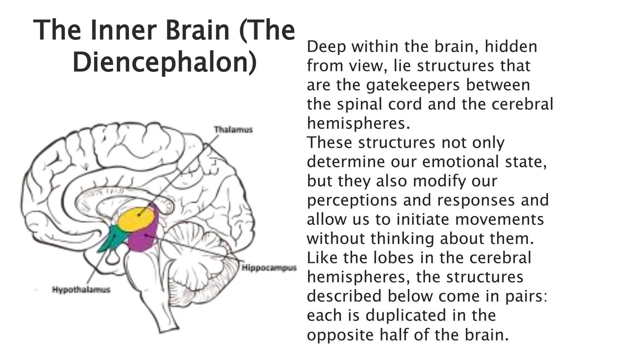 PARTS OF THE BRAIN OF HUMAN AND ITS FUNCTION.pptx