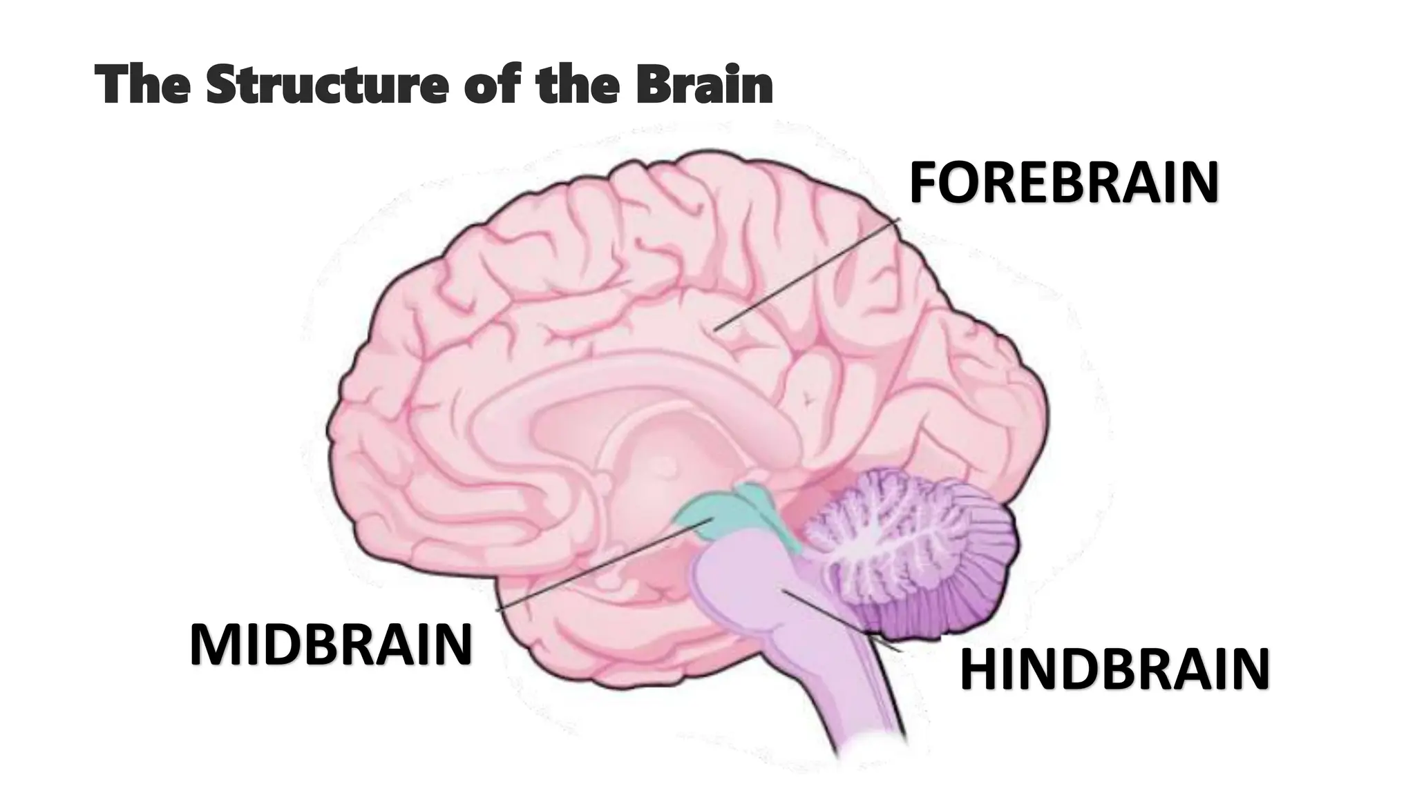PARTS OF THE BRAIN OF HUMAN AND ITS FUNCTION.pptx
