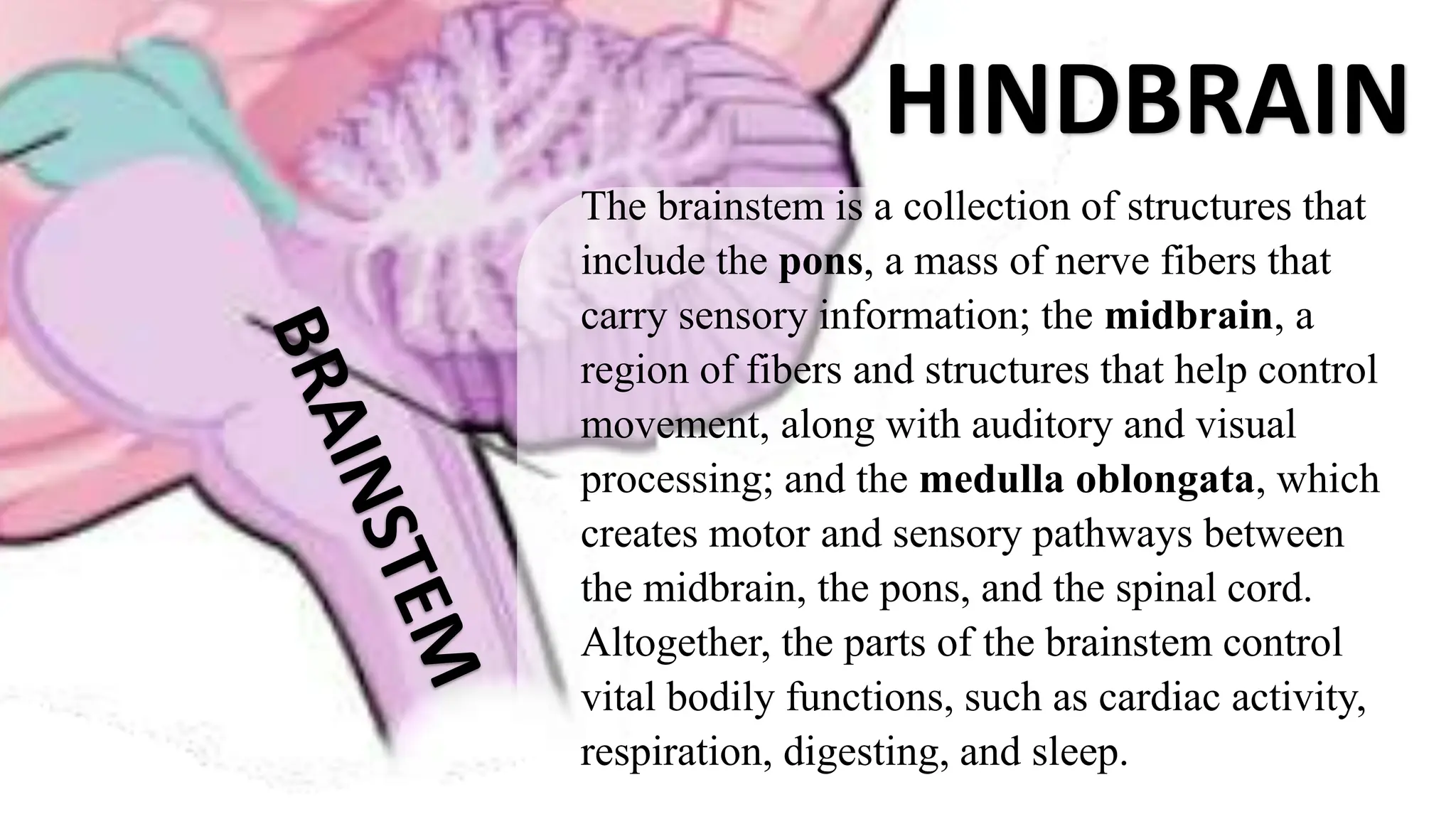 PARTS OF THE BRAIN OF HUMAN AND ITS FUNCTION.pptx