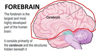PARTS OF THE BRAIN OF HUMAN AND ITS FUNCTION.pptx