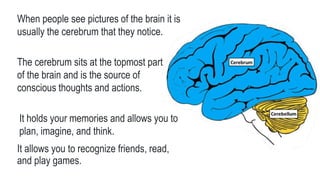 PARTS OF THE BRAIN OF HUMAN AND ITS FUNCTION.pptx