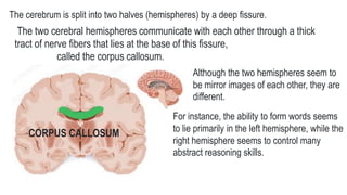 PARTS OF THE BRAIN OF HUMAN AND ITS FUNCTION.pptx