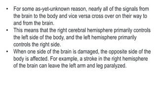 PARTS OF THE BRAIN OF HUMAN AND ITS FUNCTION.pptx