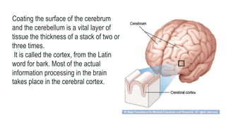 PARTS OF THE BRAIN OF HUMAN AND ITS FUNCTION.pptx