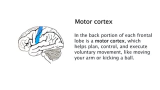 PARTS OF THE BRAIN OF HUMAN AND ITS FUNCTION.pptx