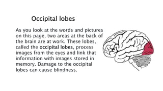 PARTS OF THE BRAIN OF HUMAN AND ITS FUNCTION.pptx