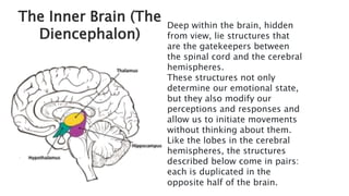 PARTS OF THE BRAIN OF HUMAN AND ITS FUNCTION.pptx