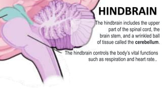 PARTS OF THE BRAIN OF HUMAN AND ITS FUNCTION.pptx