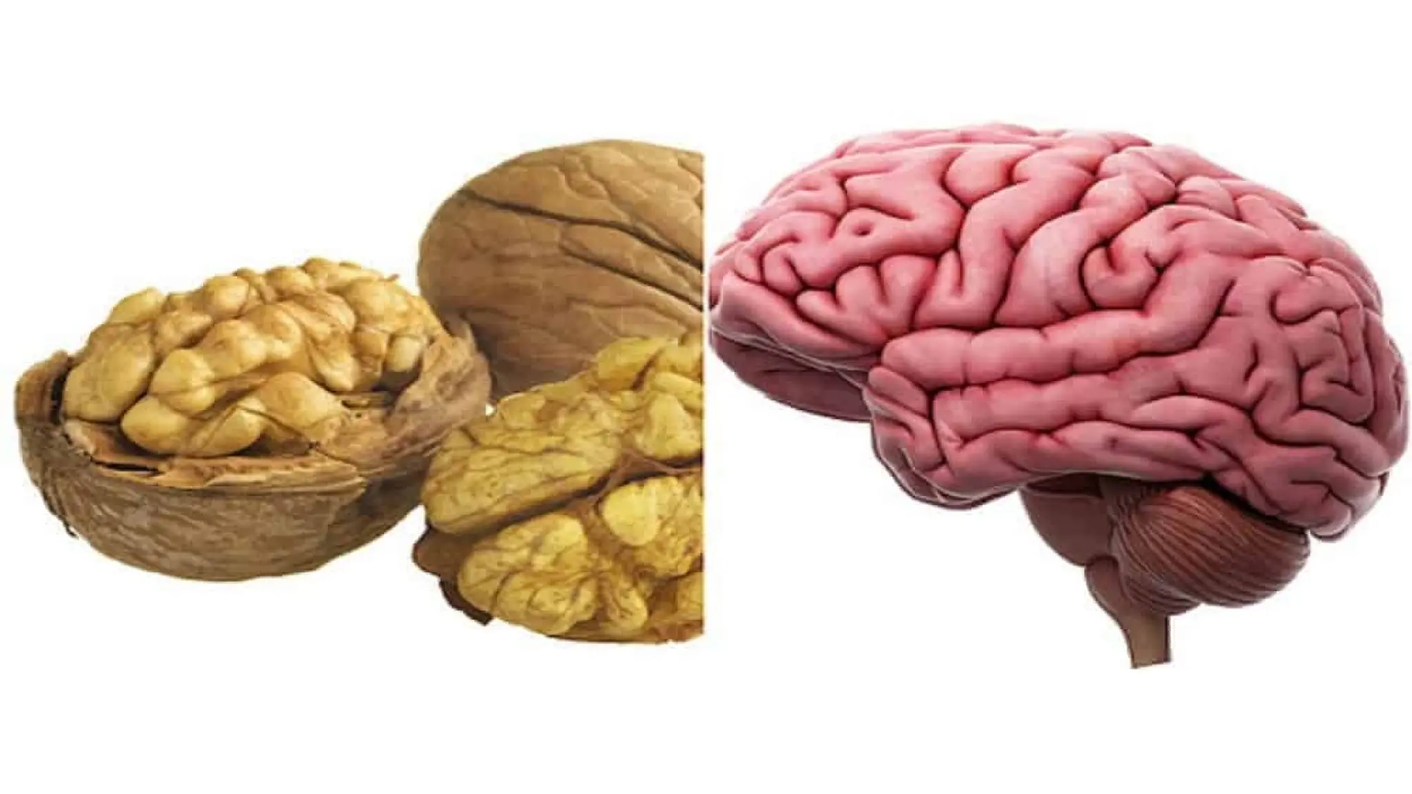 BRAIN OF HUMAN BODY IMPORTANT PART WHICH IS UDE | PPTX