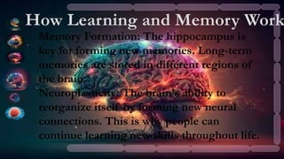 BRAIN.pptx gegqedqgdwqhgwqhgqwhgqhdqhqhdhqg | PPT