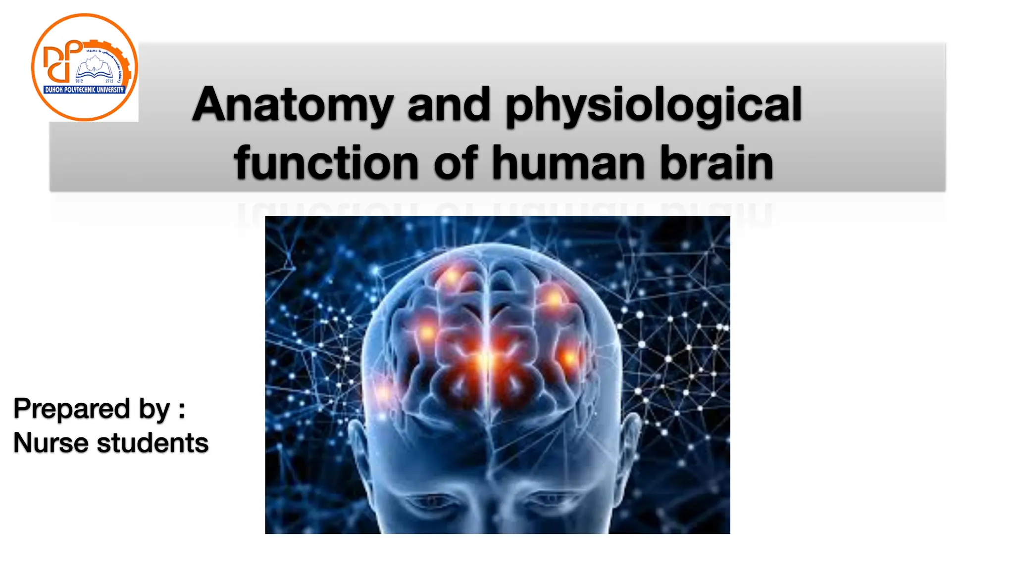 Brain anatomy and physiological function | PDF