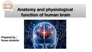 Brain anatomy and physiological function | PDF
