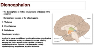 Brain anatomy and physiological function | PDF