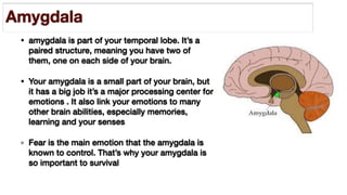 Brain anatomy and physiological function | PDF