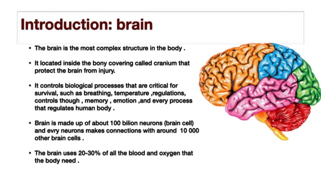 Brain anatomy and physiological function | PDF