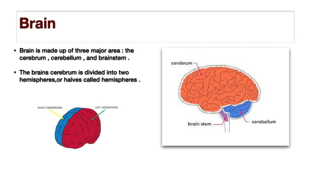 Brain anatomy and physiological function | PDF