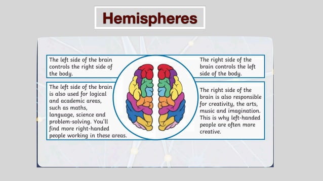 Brain anatomy and physiological function | PDF