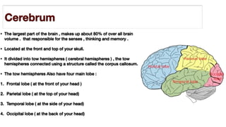 Brain anatomy and physiological function | PDF