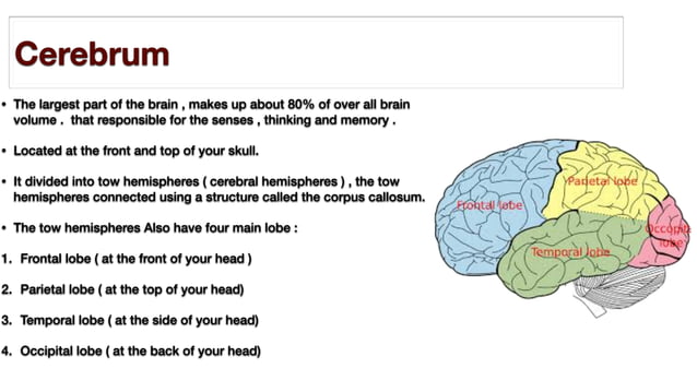 Brain anatomy and physiological function | PDF