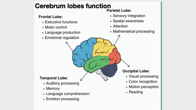 Brain anatomy and physiological function | PDF