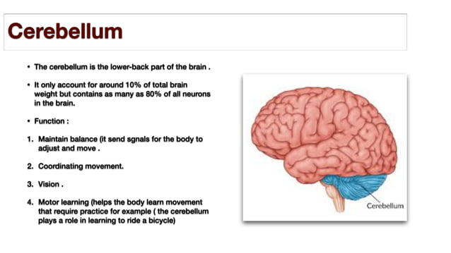 Brain anatomy and physiological function | PDF