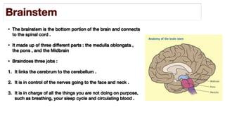 Brain anatomy and physiological function | PDF
