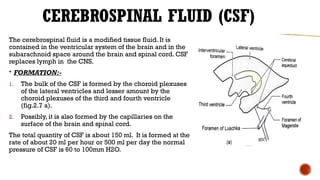 Brain anatomy presentation by tannu prajapati | PPT
