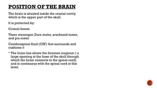 Brain anatomy presentation by tannu prajapati | PPTX