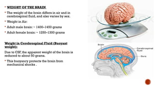 Brain anatomy presentation by tannu prajapati | PPTX