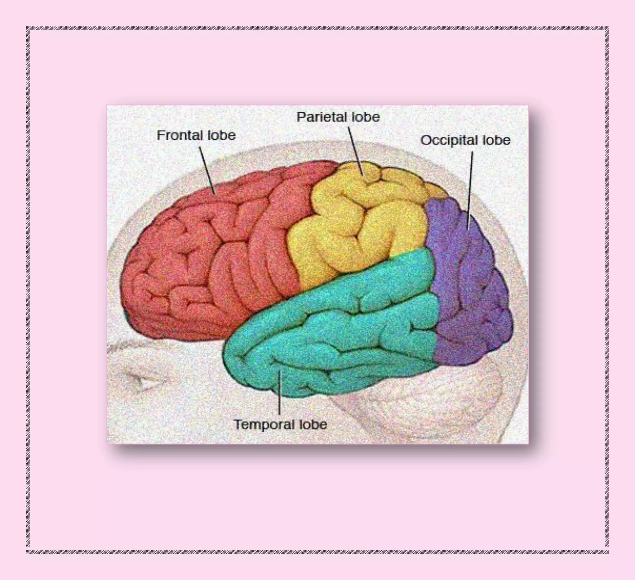 Brain anatomy and physiology | PDF